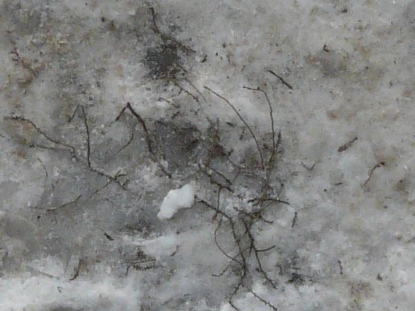 frozen ground texture 0056 - Texturelib